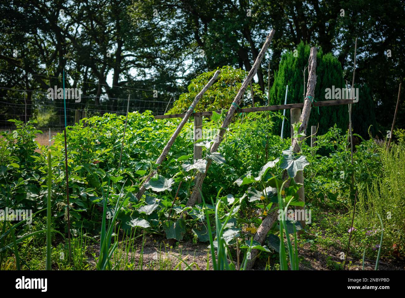 Peggy Davies' garden at Five Oaks in West Sussex, England, UK Stock ...