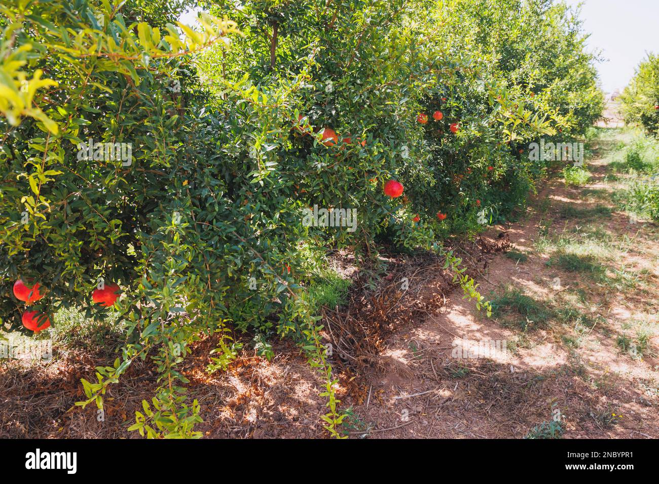 Pomegranate trees on a farm in Limassol District in Cyprus island ...