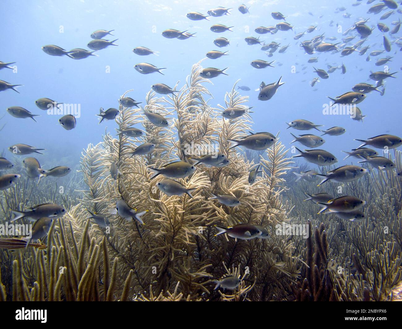 Brown Chromis fish are shown in this underwater photograph taken while ...