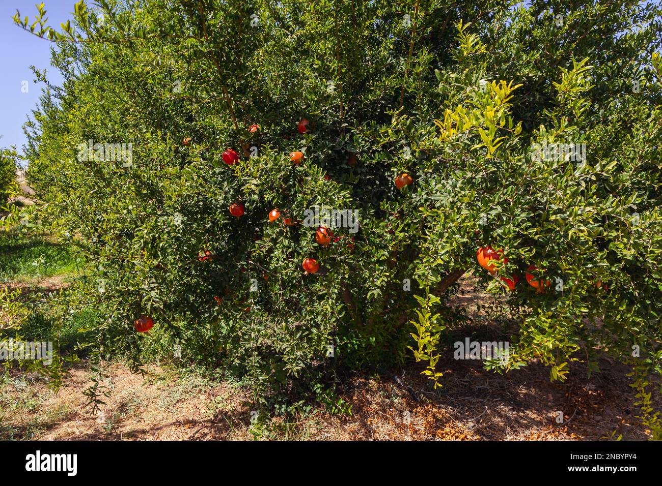 Pomegranate trees hi-res stock photography and images - Alamy
