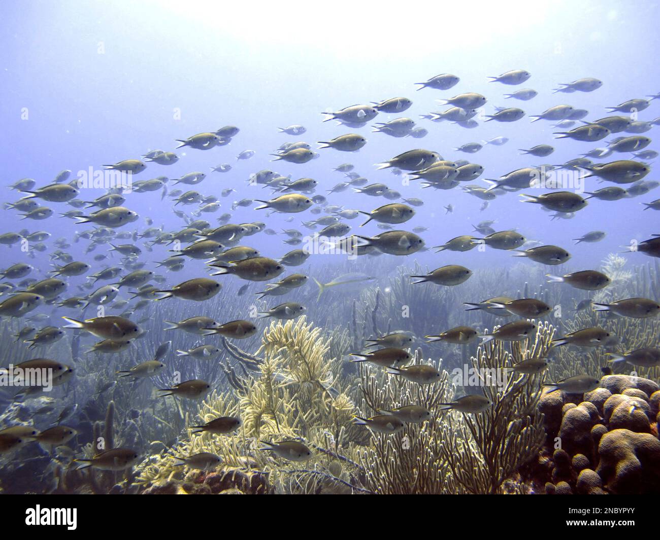 Brown Chromis fish are shown in this underwater photograph taken while ...