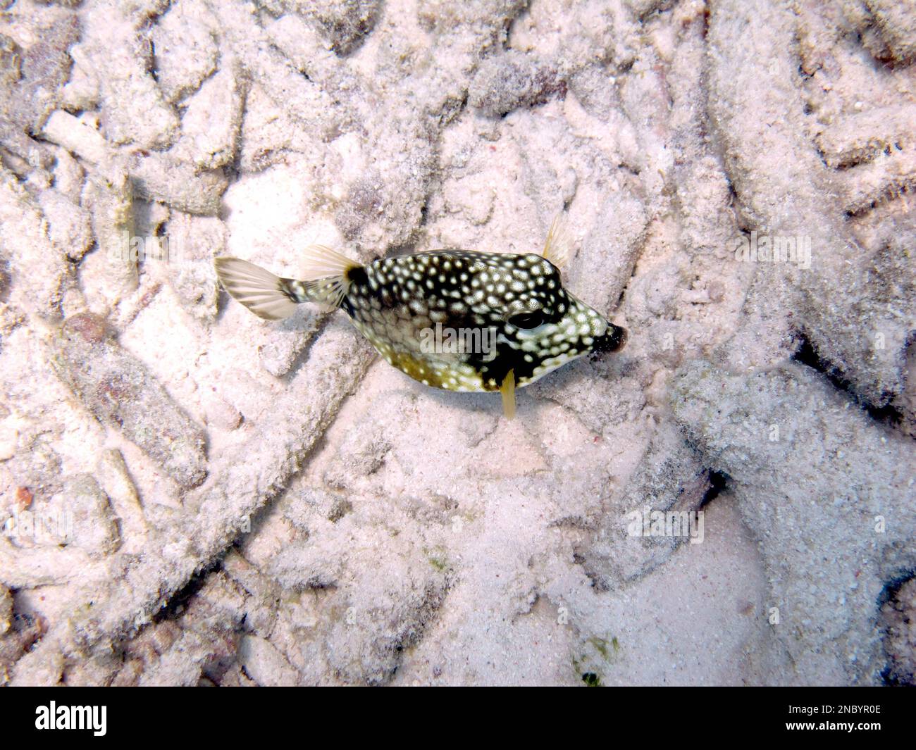 A Trunkfish is shown while scuba diving off the Caribbean Island of ...