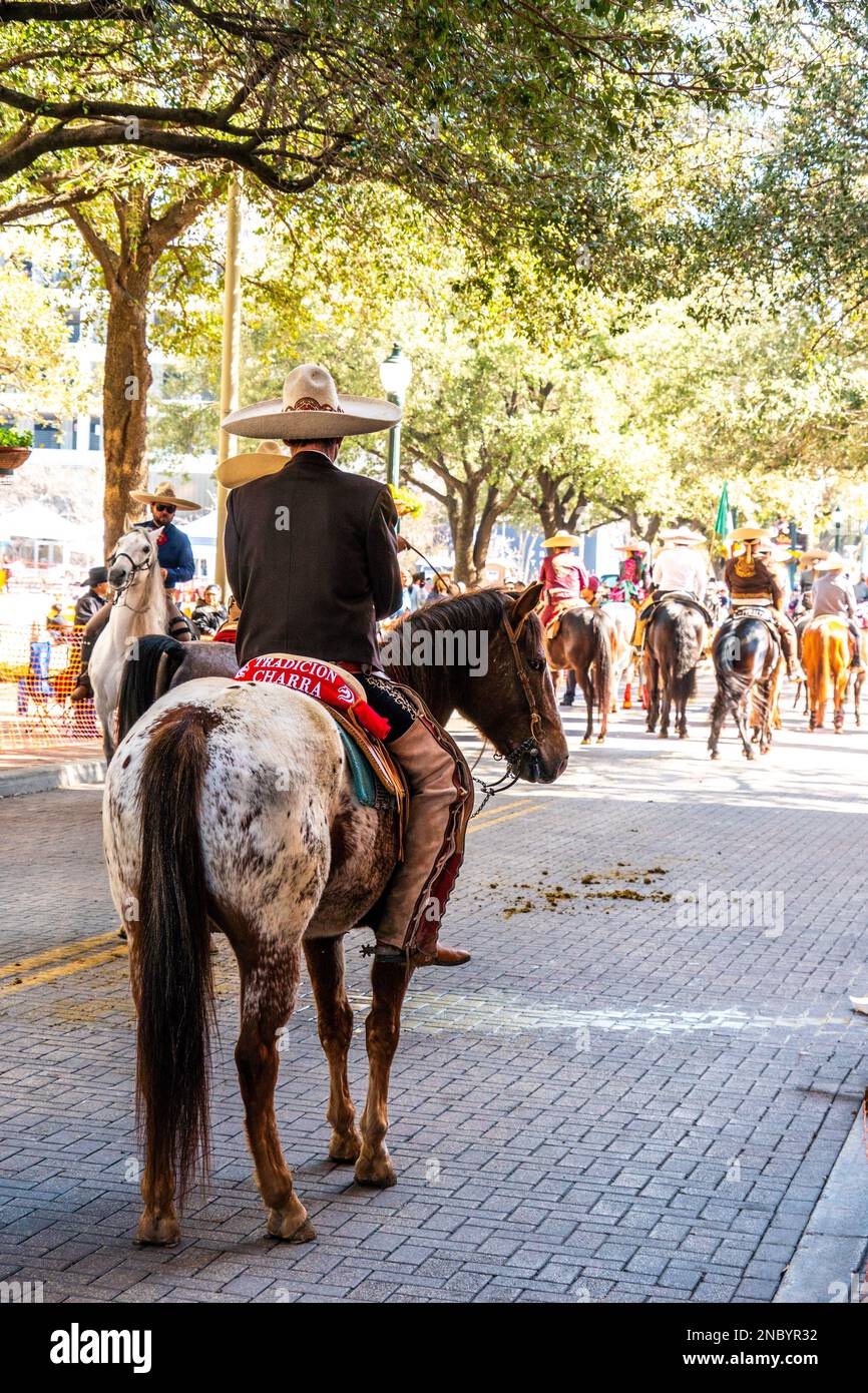 a texas longhorn cattle drive parade in downtown San Antonio Stock ...