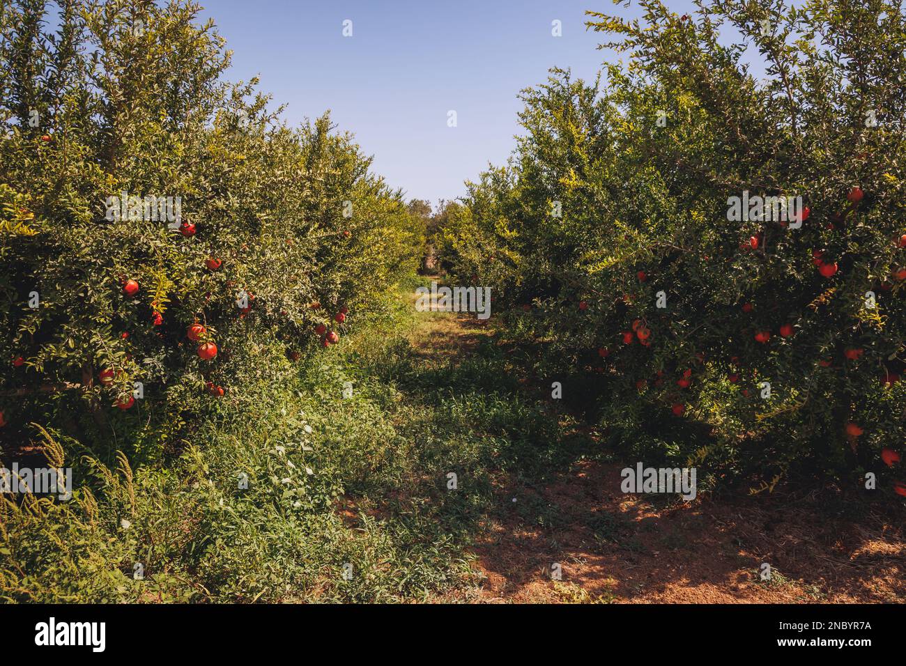 Pomegranate trees on a farm in Limassol District in Cyprus island ...