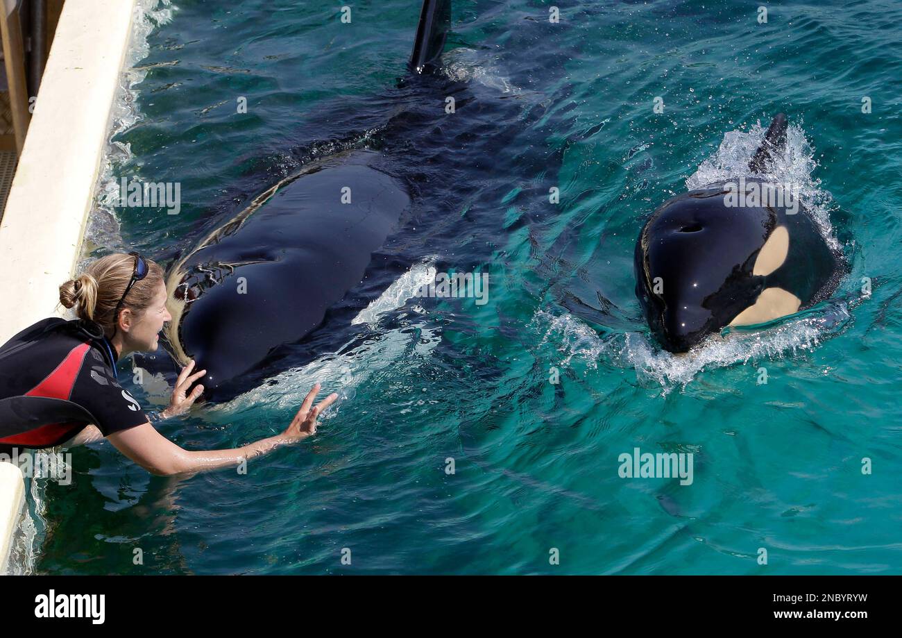 Killer whale "Wikie", 10 year old, swims with its baby, a female born ...