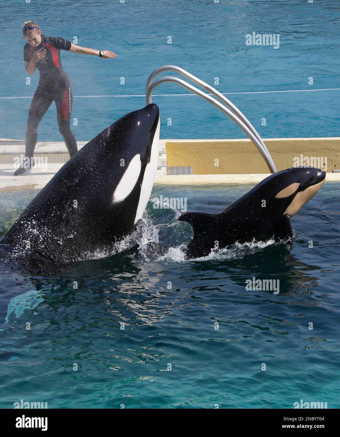 A killer whale "Wikie", 10 years old, rises out of the wate with its ...