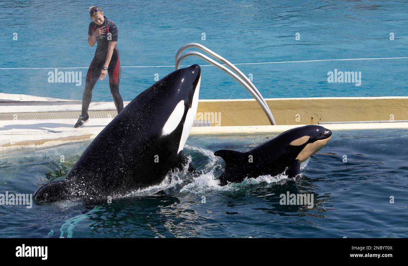 Killer whale "Wikie", 10 years old, jumps with its baby, a female born ...