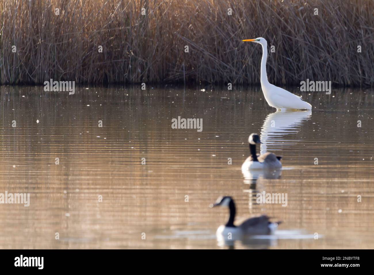 Great white egret Ardea alba, winter plumage a white heron with yellow ...