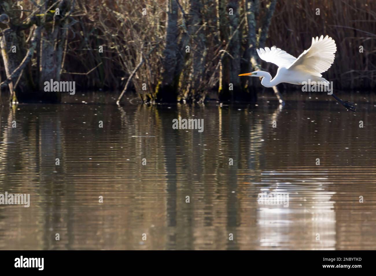 Great white egret Ardea alba, winter plumage a white heron with yellow ...