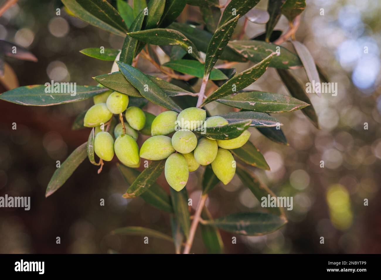 Olive tree on a farm in Cyprus island country Stock Photo - Alamy