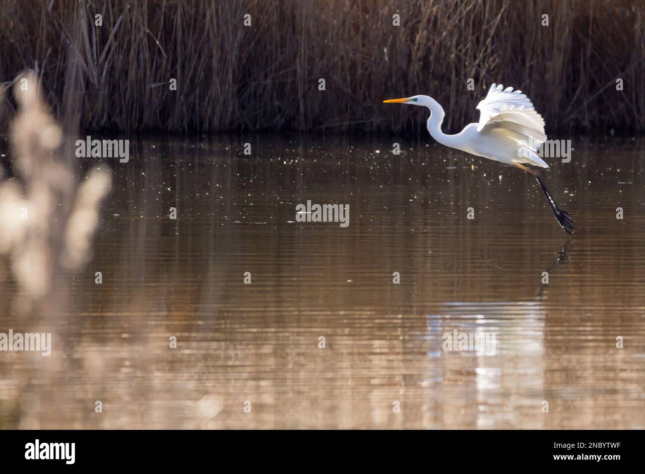 Great white egret Ardea alba, winter plumage a white heron with yellow ...