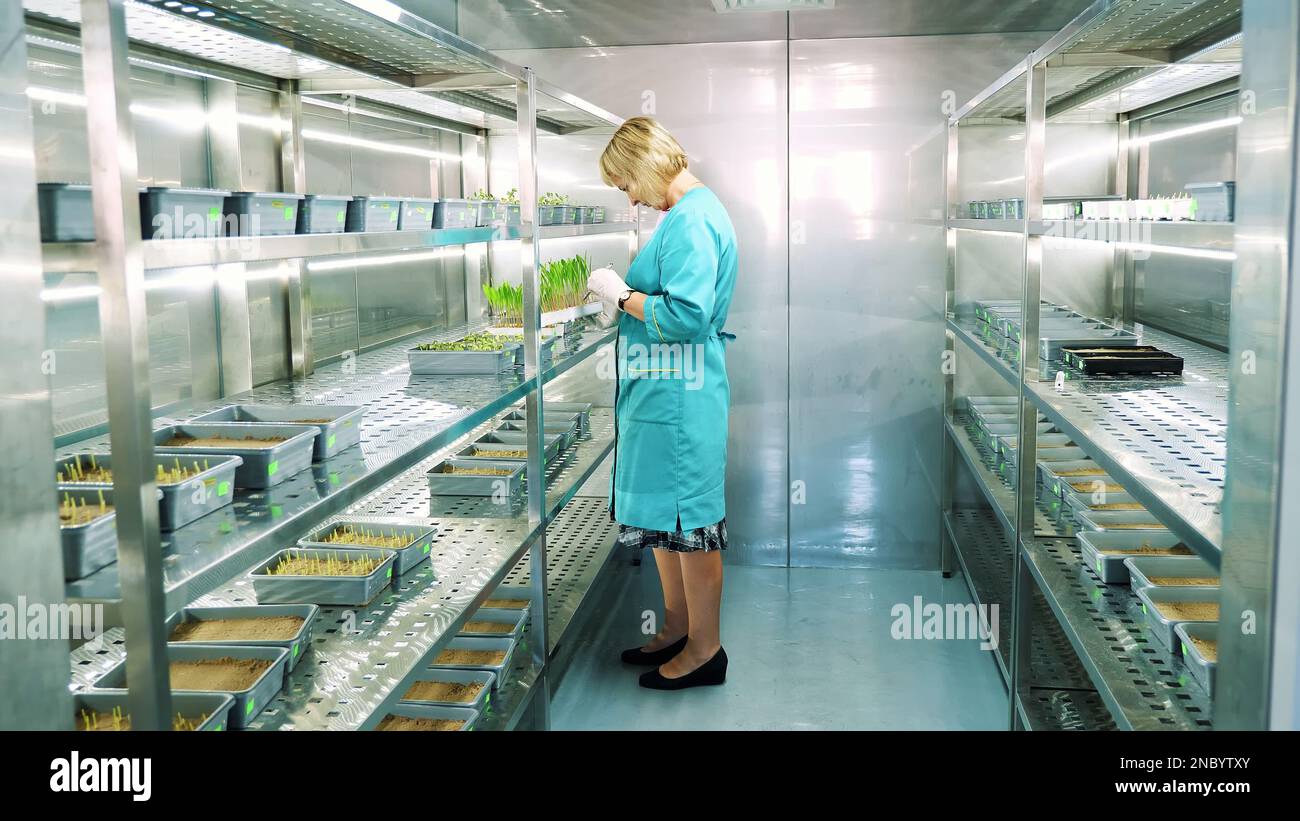 lab worker reviews growing young green sprouts in soil, in small boxes ...