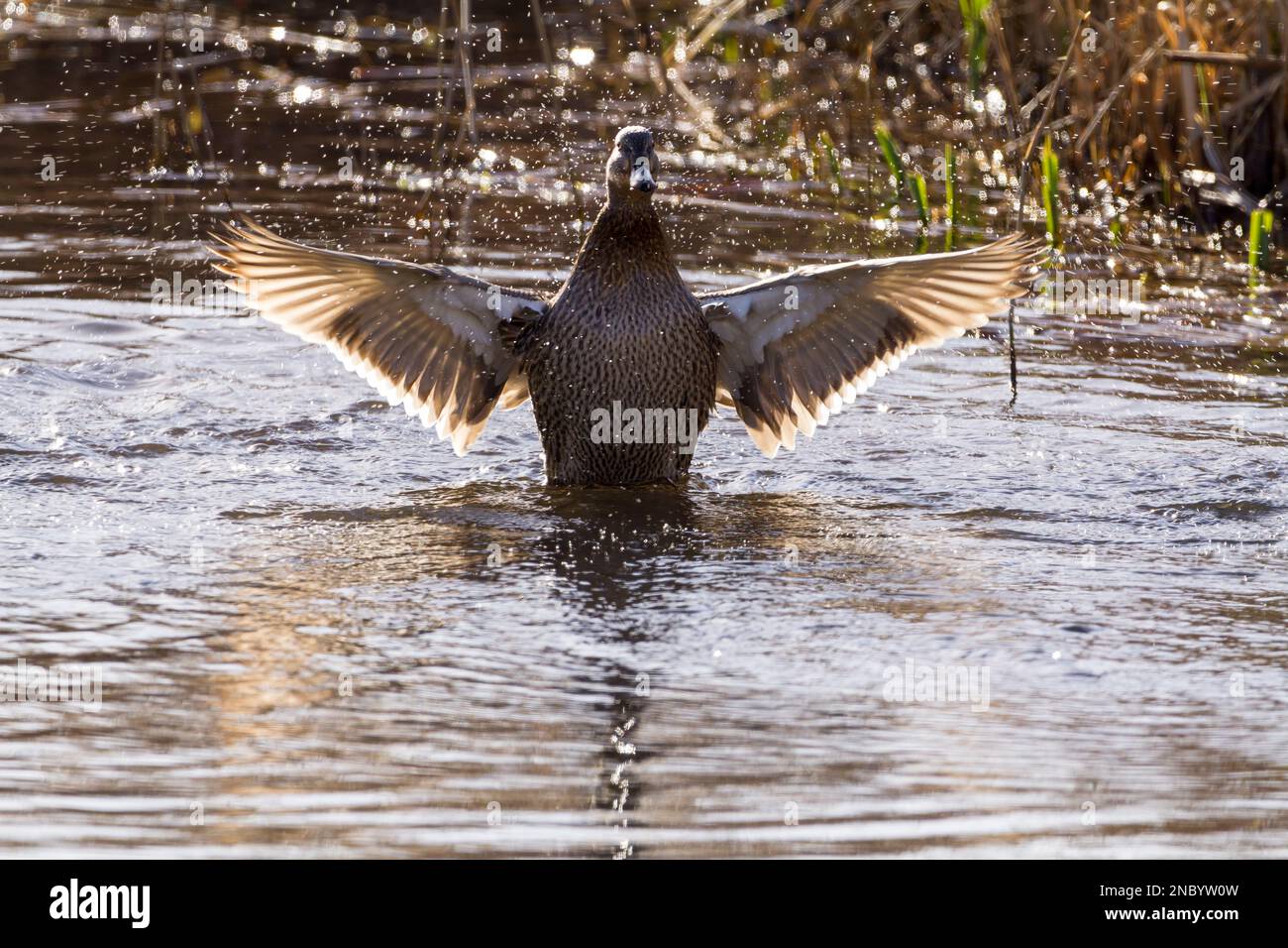 Fapping wings after mating hi-res stock photography and images - Alamy