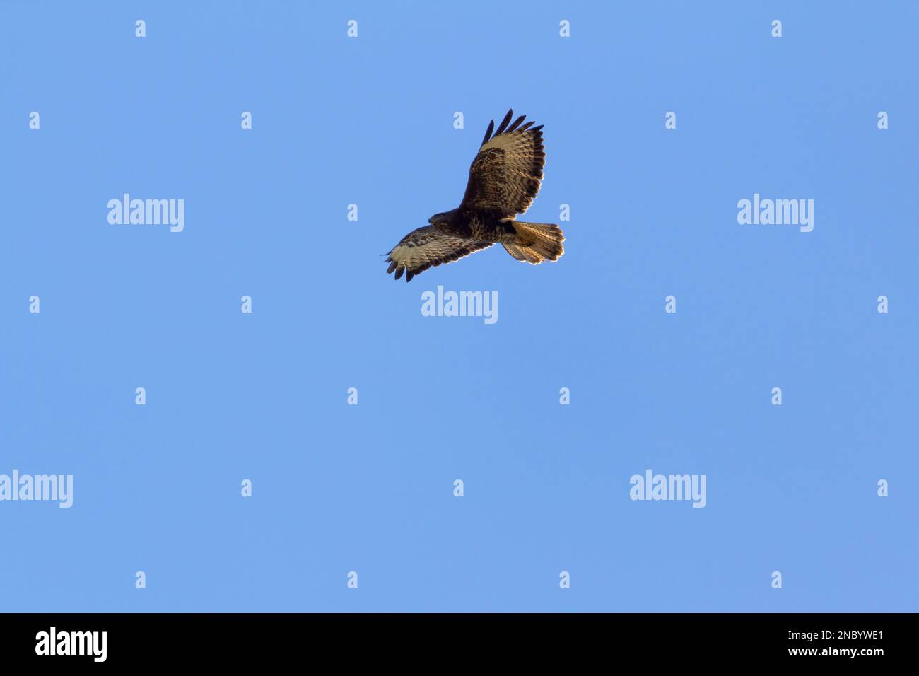 Dark patches on underwings hi-res stock photography and images - Alamy