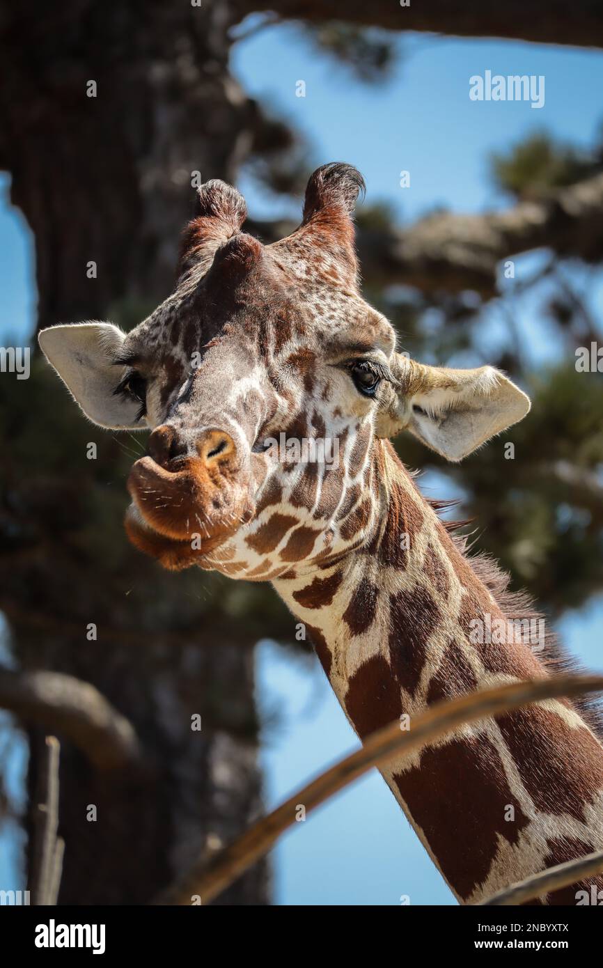 Vertical Rothschild's Giraffe Portrait in Zoo. Closeup of Funny Face of ...