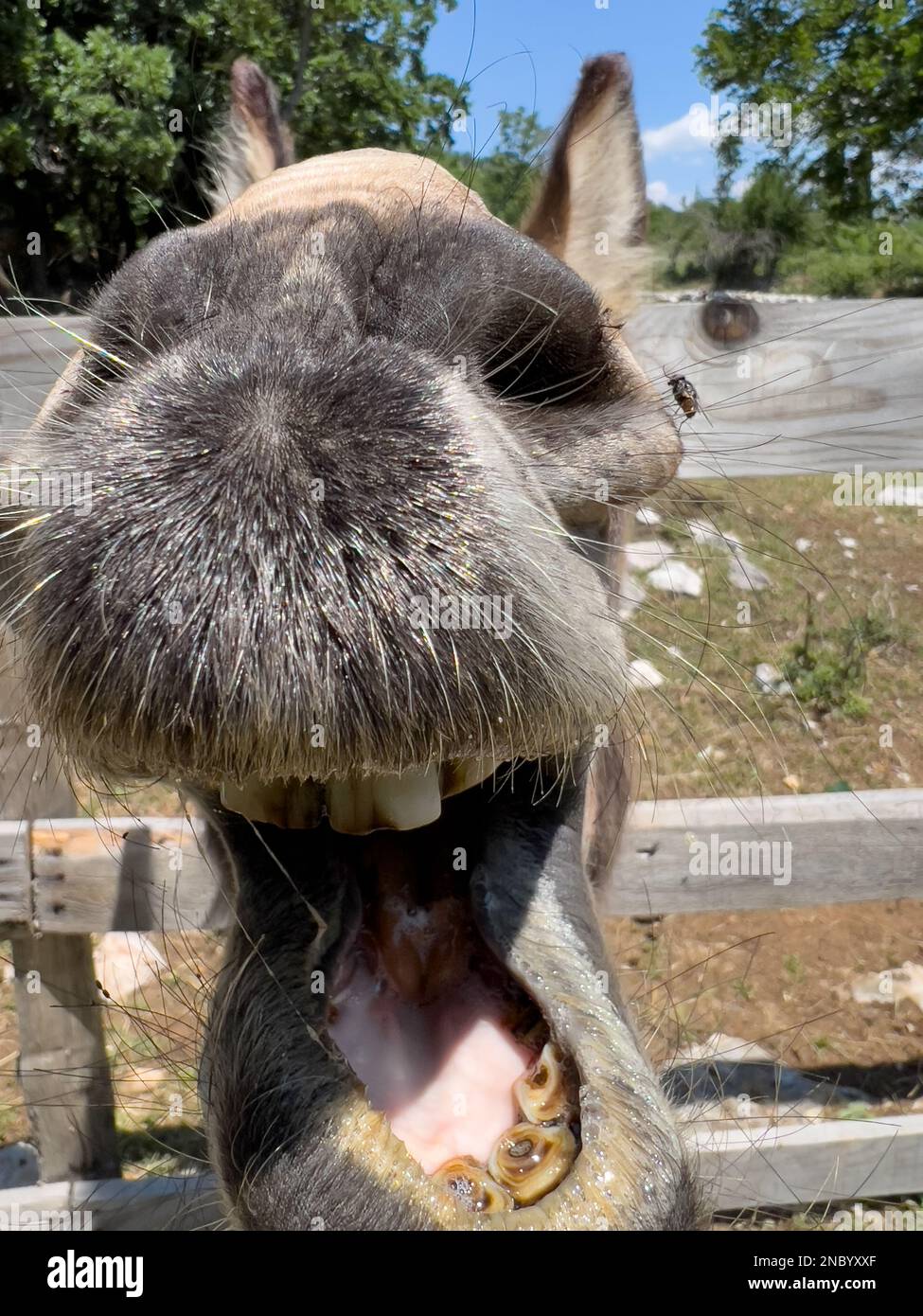 Muzzle of a donkey while neighing. Close-up Stock Photo - Alamy