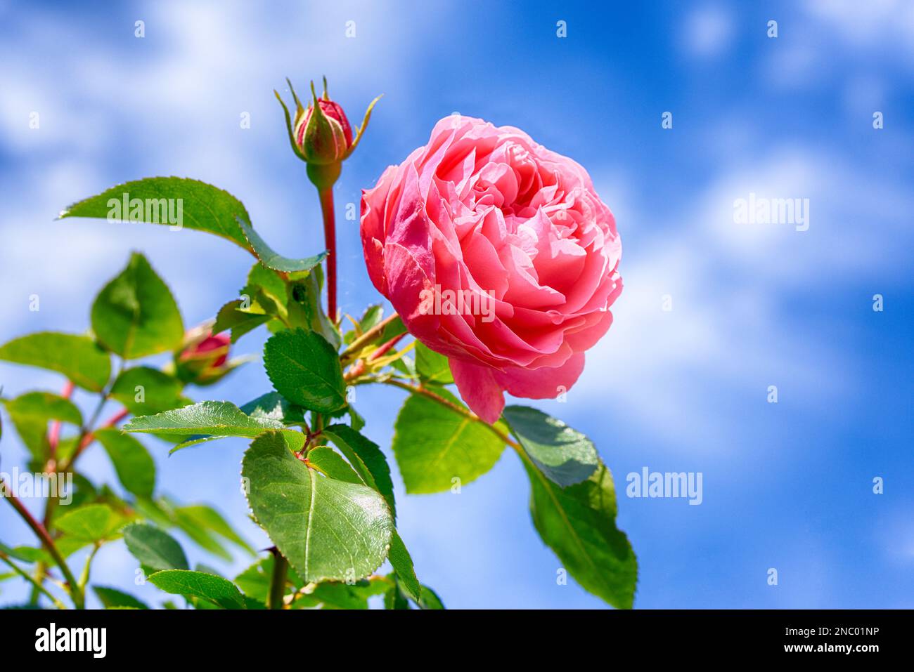 Sunny sky rose hi-res stock photography and images - Alamy