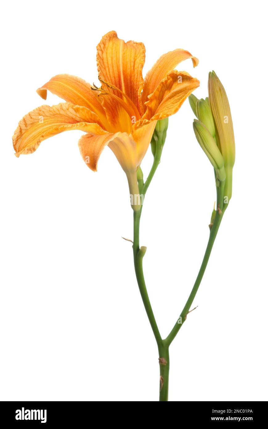 Day-lily flower isolated on white Stock Photo - Alamy