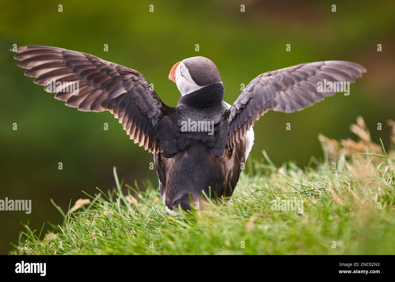 Puffin spreading wings on Mykines cliffs Faroe islands birdlife Stock ...