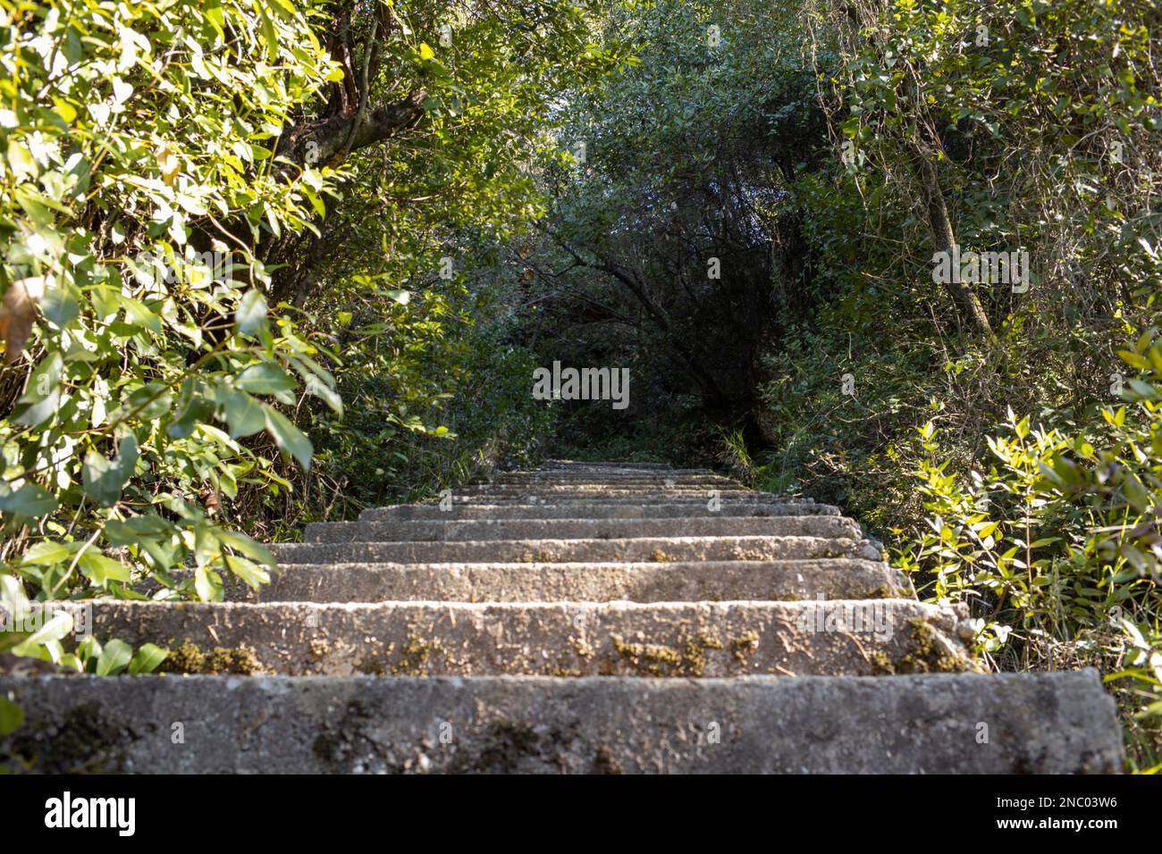 High, winding, stone steps in the forest in the breaking rays of the ...