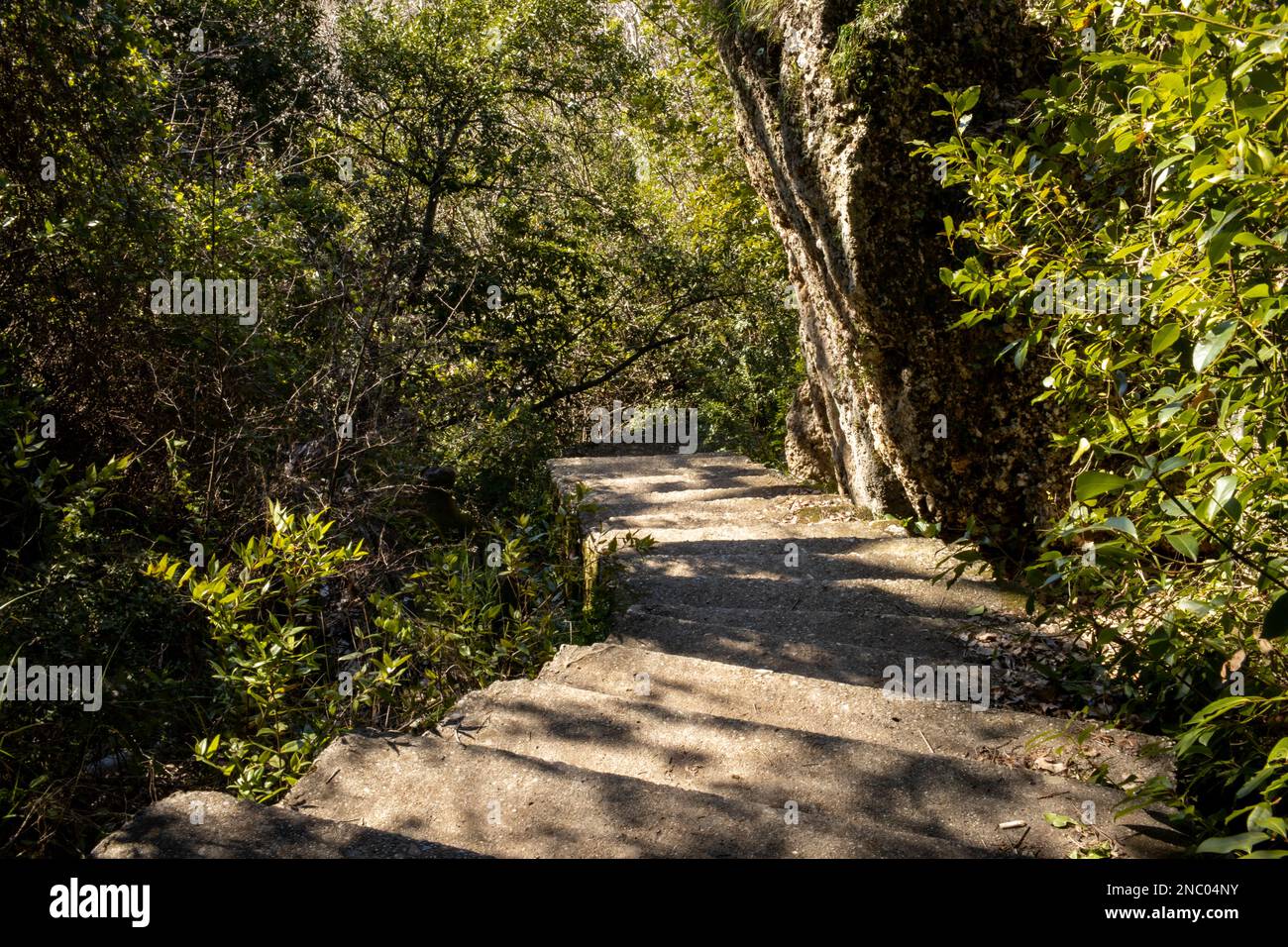 High, winding, stone steps in the forest in the breaking rays of the ...