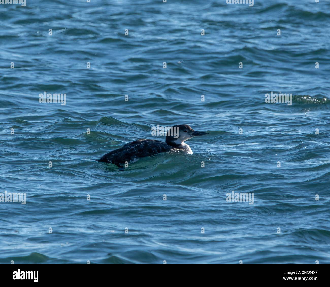 A common loon in nonbreeding plumage in the water Stock Photo - Alamy