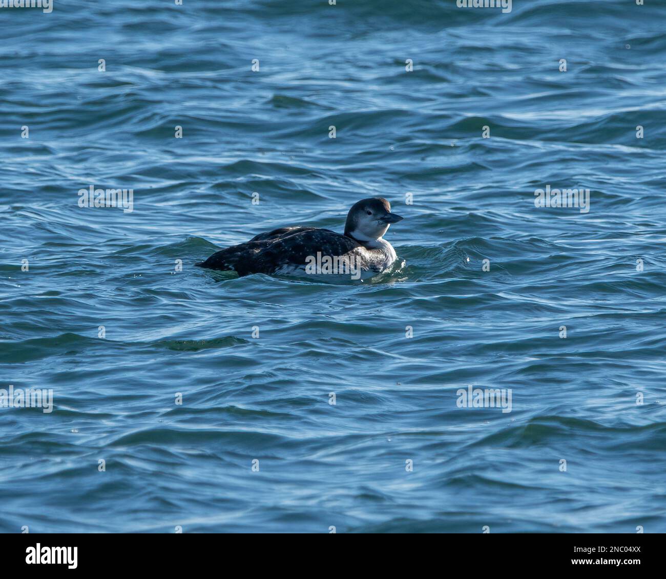 A common loon in nonbreeding plumage in the water Stock Photo - Alamy