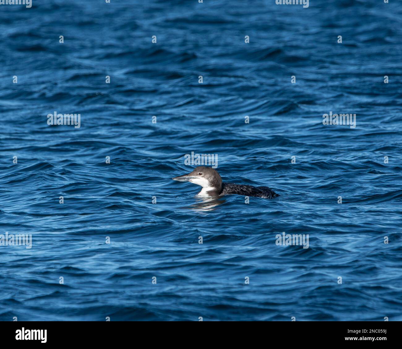 A common loon in nonbreeding plumage in the water Stock Photo - Alamy