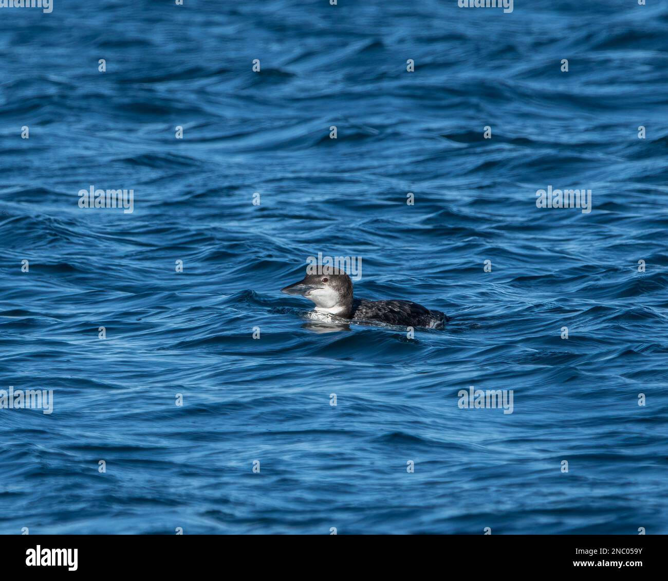 A common loon in nonbreeding plumage in the water Stock Photo - Alamy
