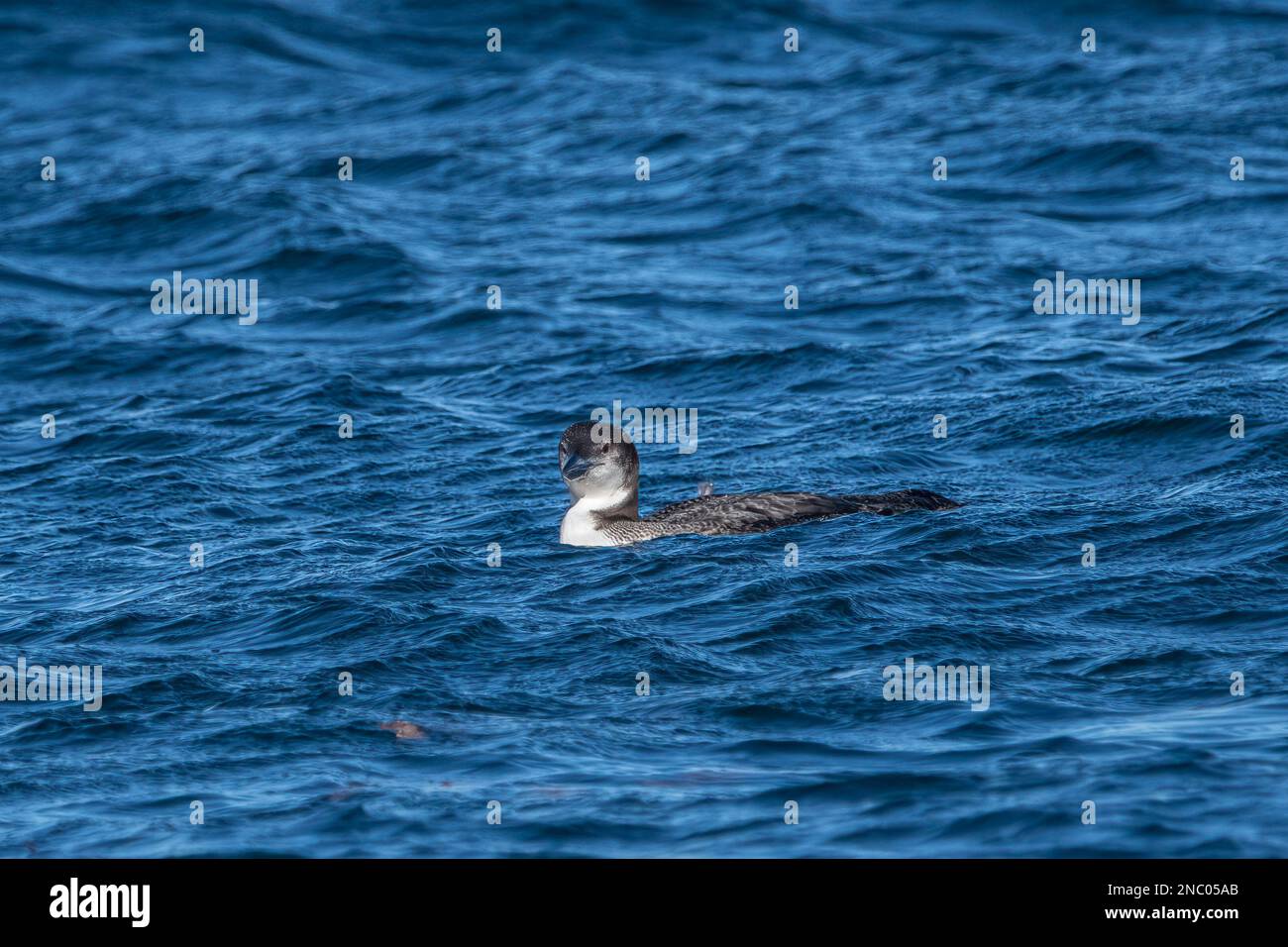 A common loon in nonbreeding plumage in the water Stock Photo - Alamy