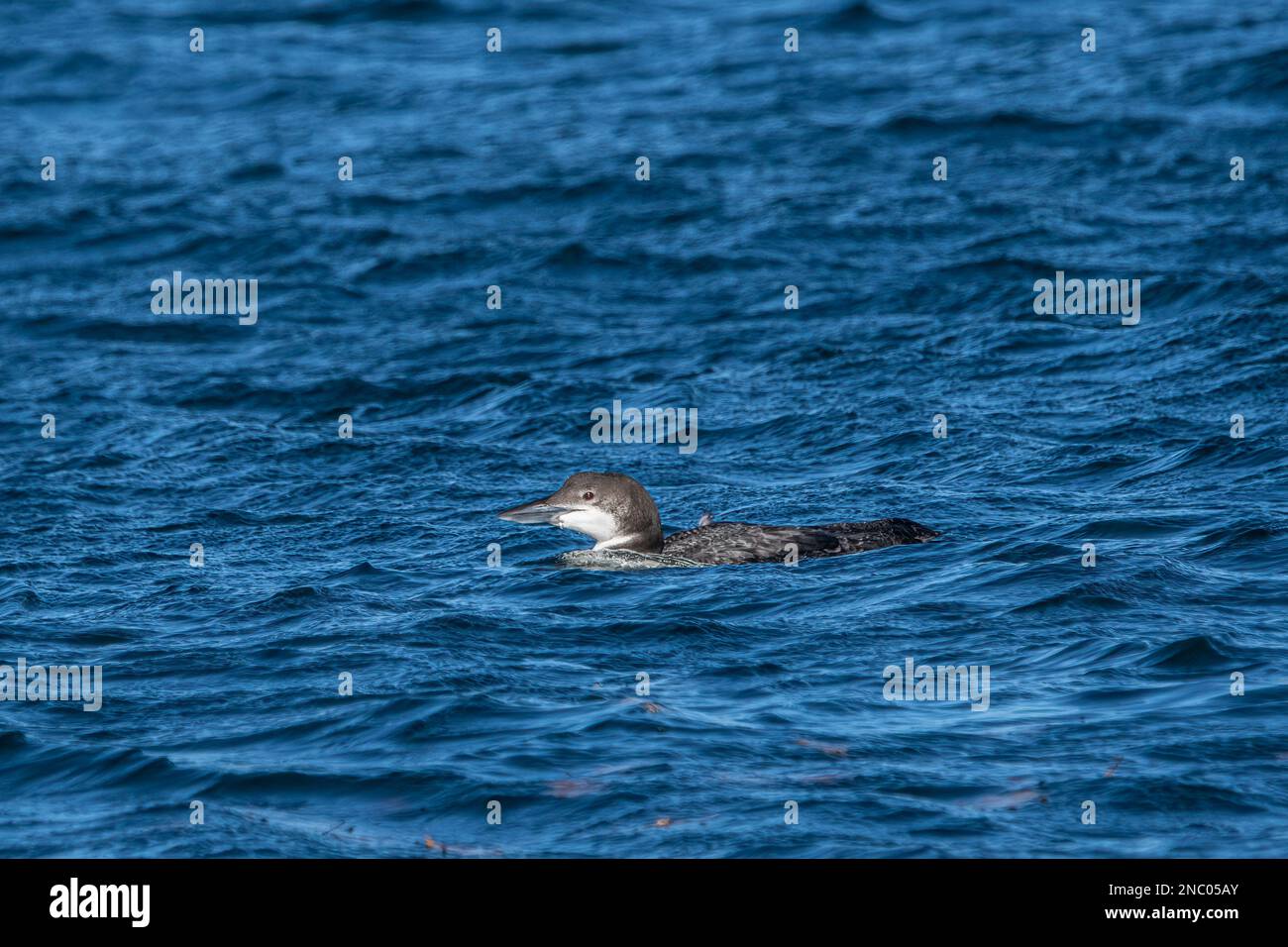 A common loon in nonbreeding plumage in the water Stock Photo - Alamy