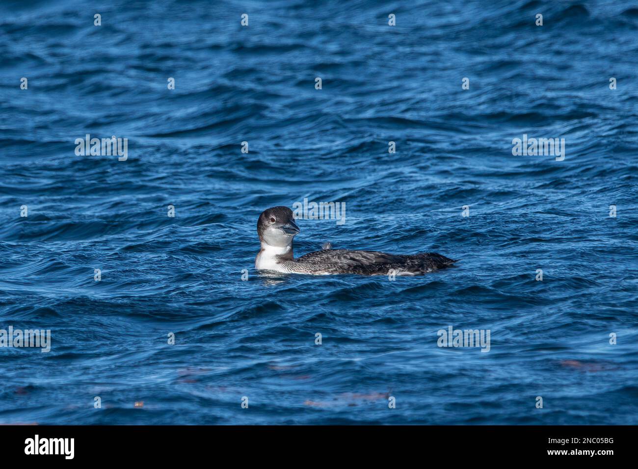A common loon in nonbreeding plumage in the water Stock Photo - Alamy
