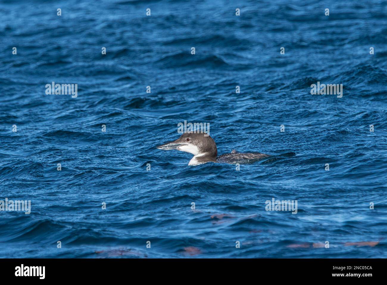 A common loon in nonbreeding plumage in the water Stock Photo - Alamy