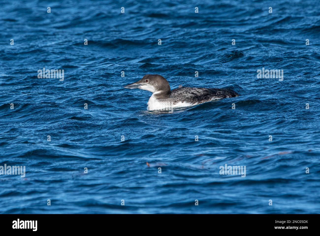 A common loon in nonbreeding plumage in the water Stock Photo - Alamy