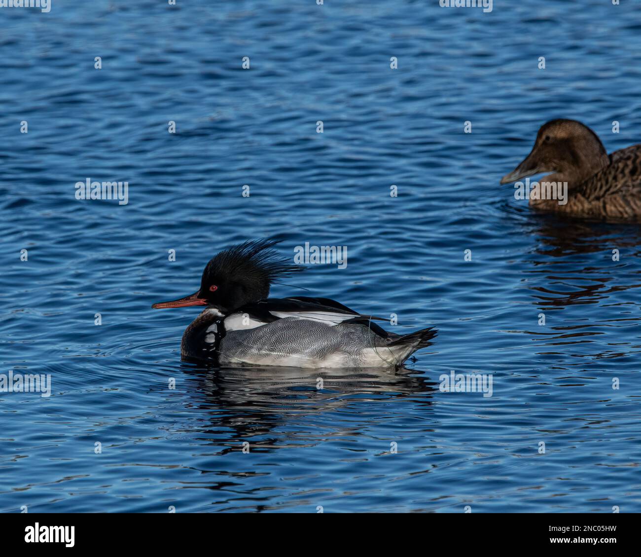 Male red breasted merganser and female common eider Stock Photo - Alamy