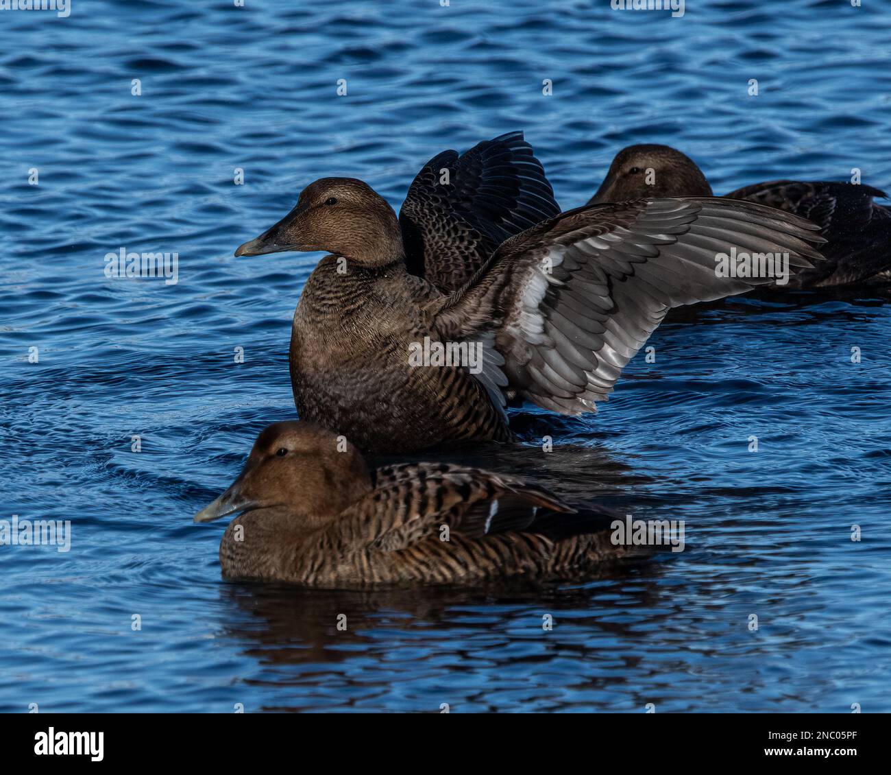 A female common eider with wings open Stock Photo - Alamy