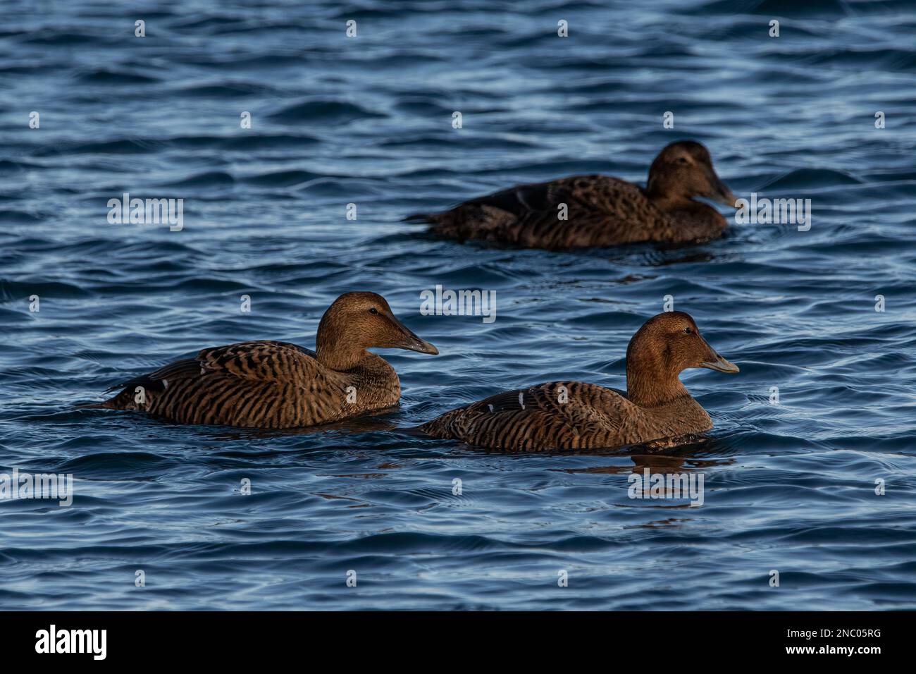 Female common eiders in the water Stock Photo - Alamy