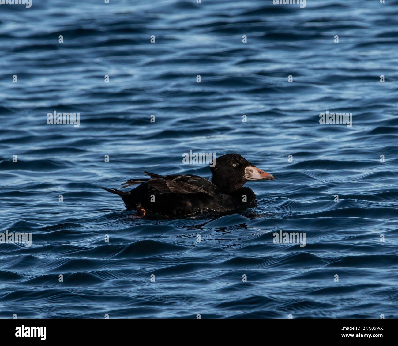 Surf scoter usa hi-res stock photography and images - Alamy