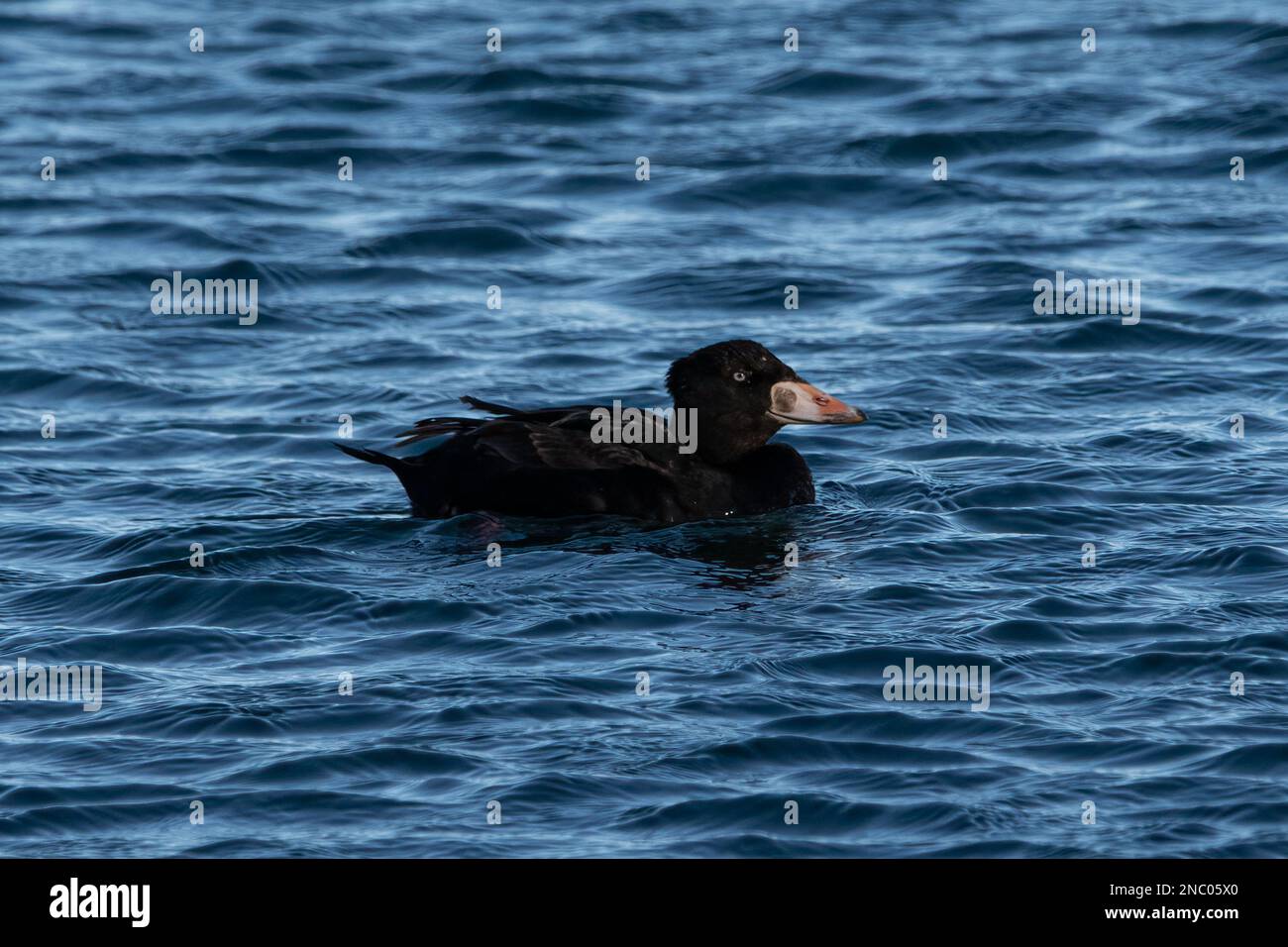 Surf Scoter in the water Stock Photo - Alamy