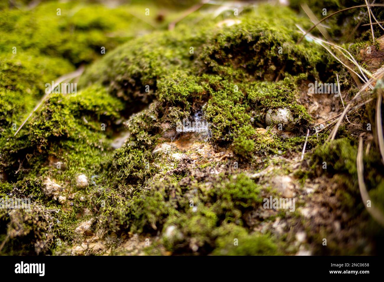 A forest covered with moss and spider webs Stock Photo - Alamy