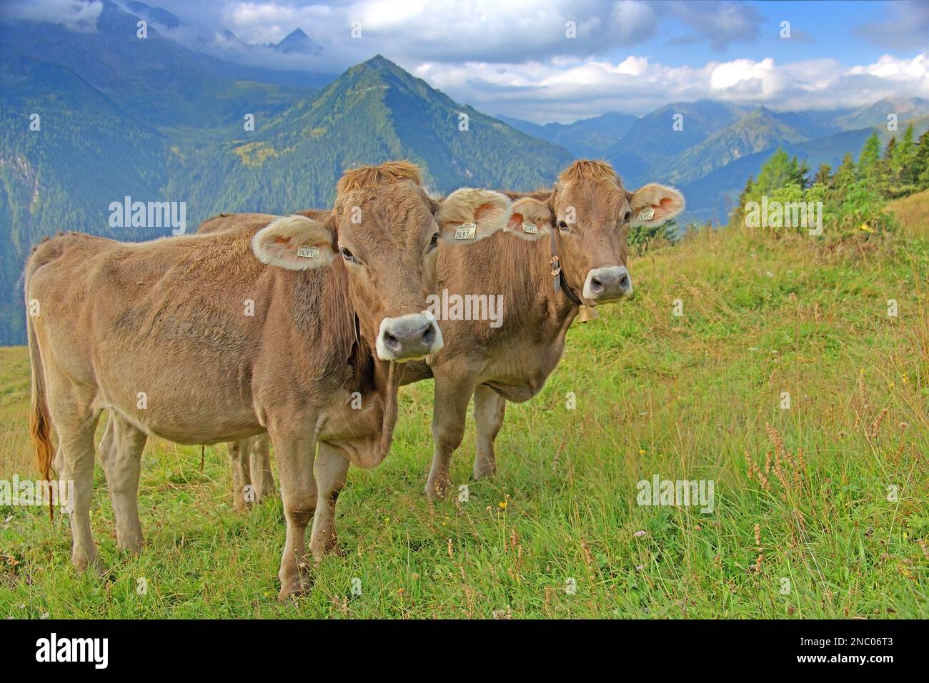 Two alpine Brown Cows on a mountain pasture high above Zillertal ...