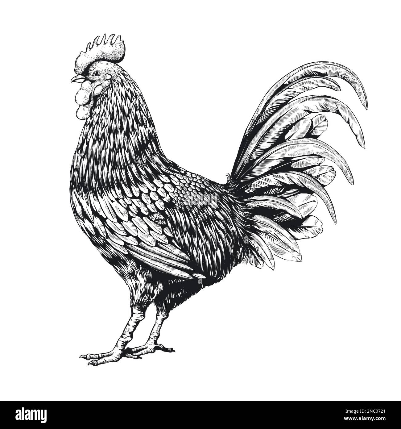 Retro rooster print, engraved style wings animal. Bantam farm livestock ...