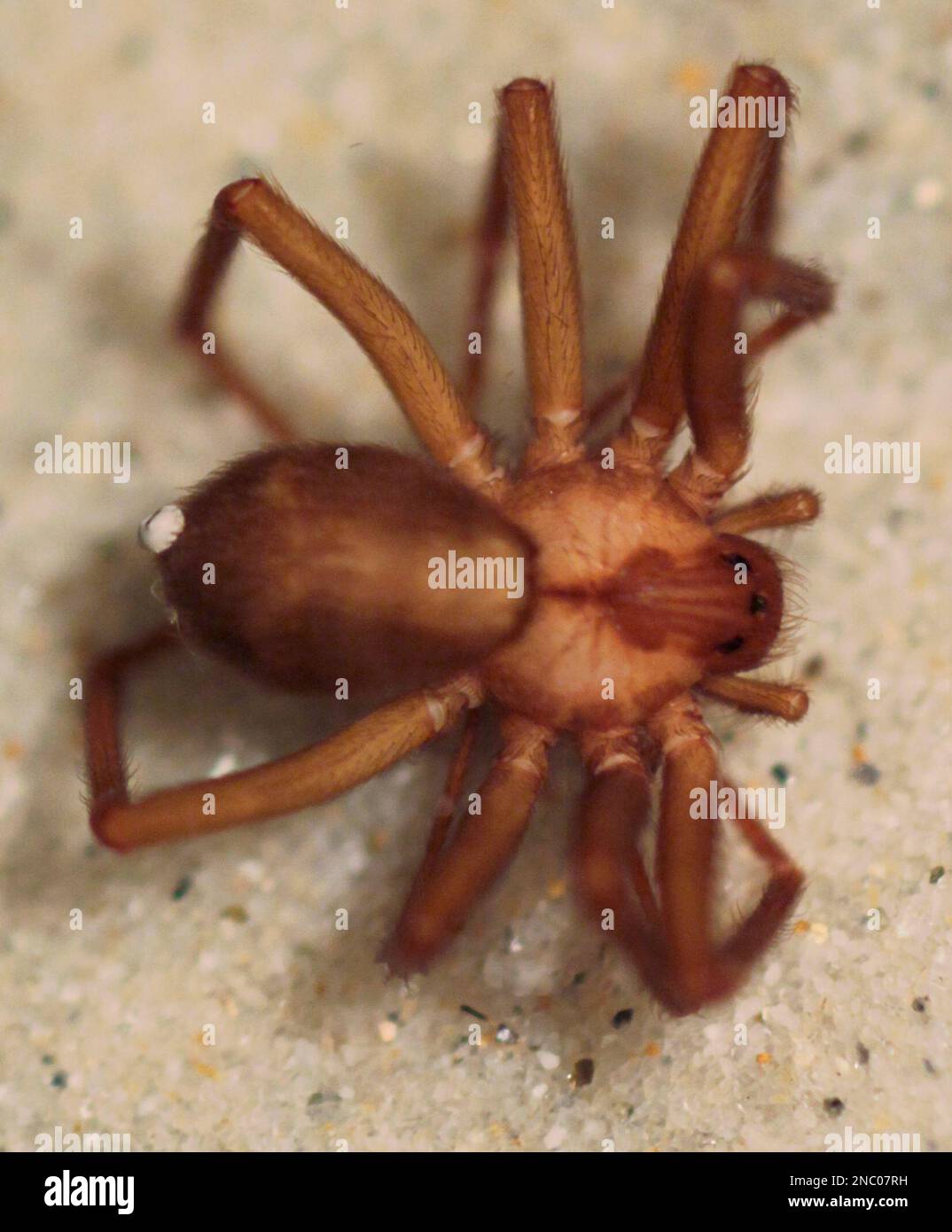 **HOLD FOR STORY** The characteristic violin shaped mark is seen on a ...