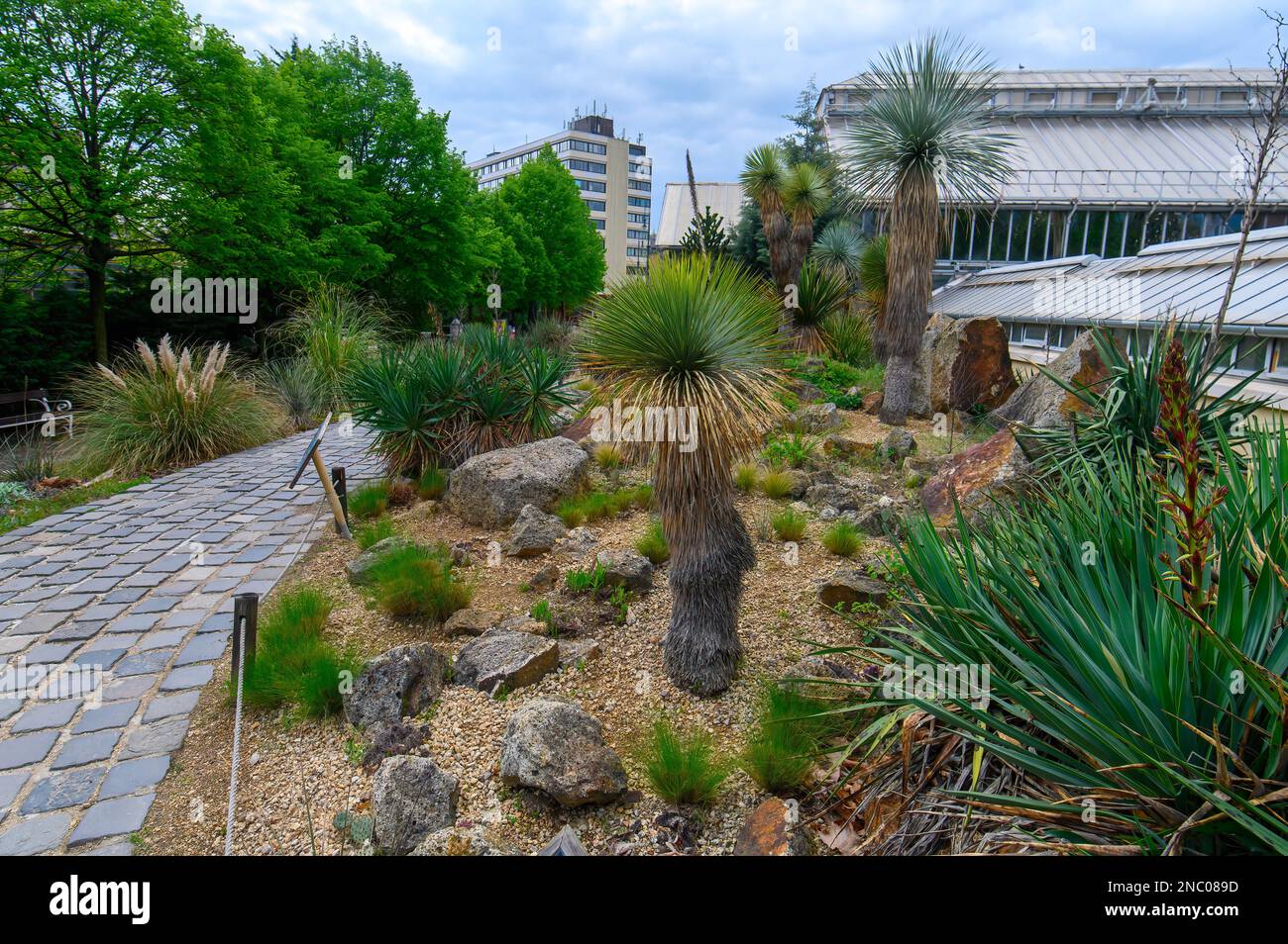 Group of cactus and succulent plants, decorated as a mini garden ...