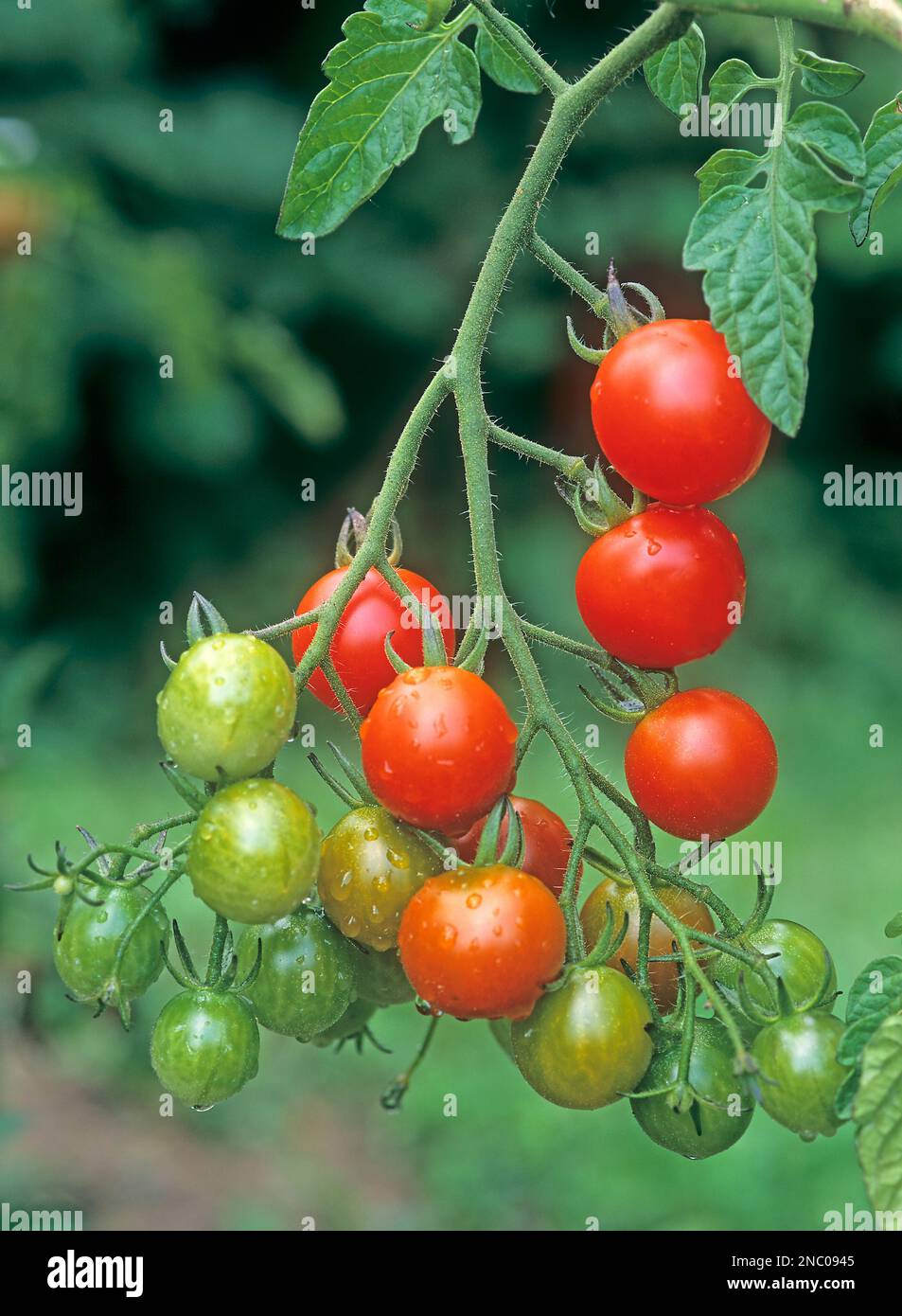 Ripening tomatoes at various stages of ripeness Stock Photo - Alamy