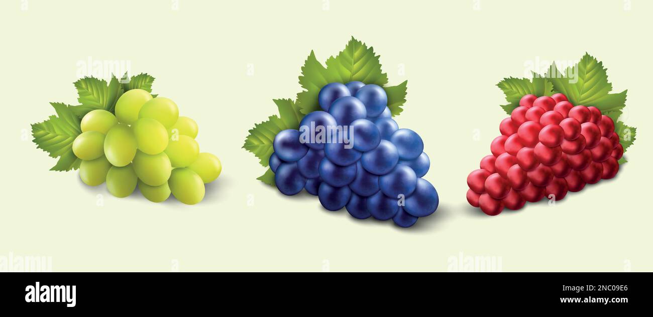 Realistic red, green grape. Fresh black wine beverage, 3d isolated ...