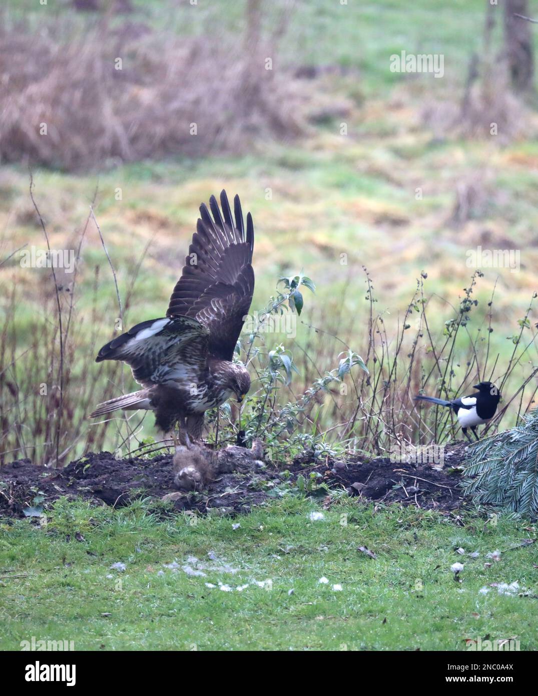 Buzzard. Common Buzzard. Buteo.Resident bird of prey feeding on dead ...