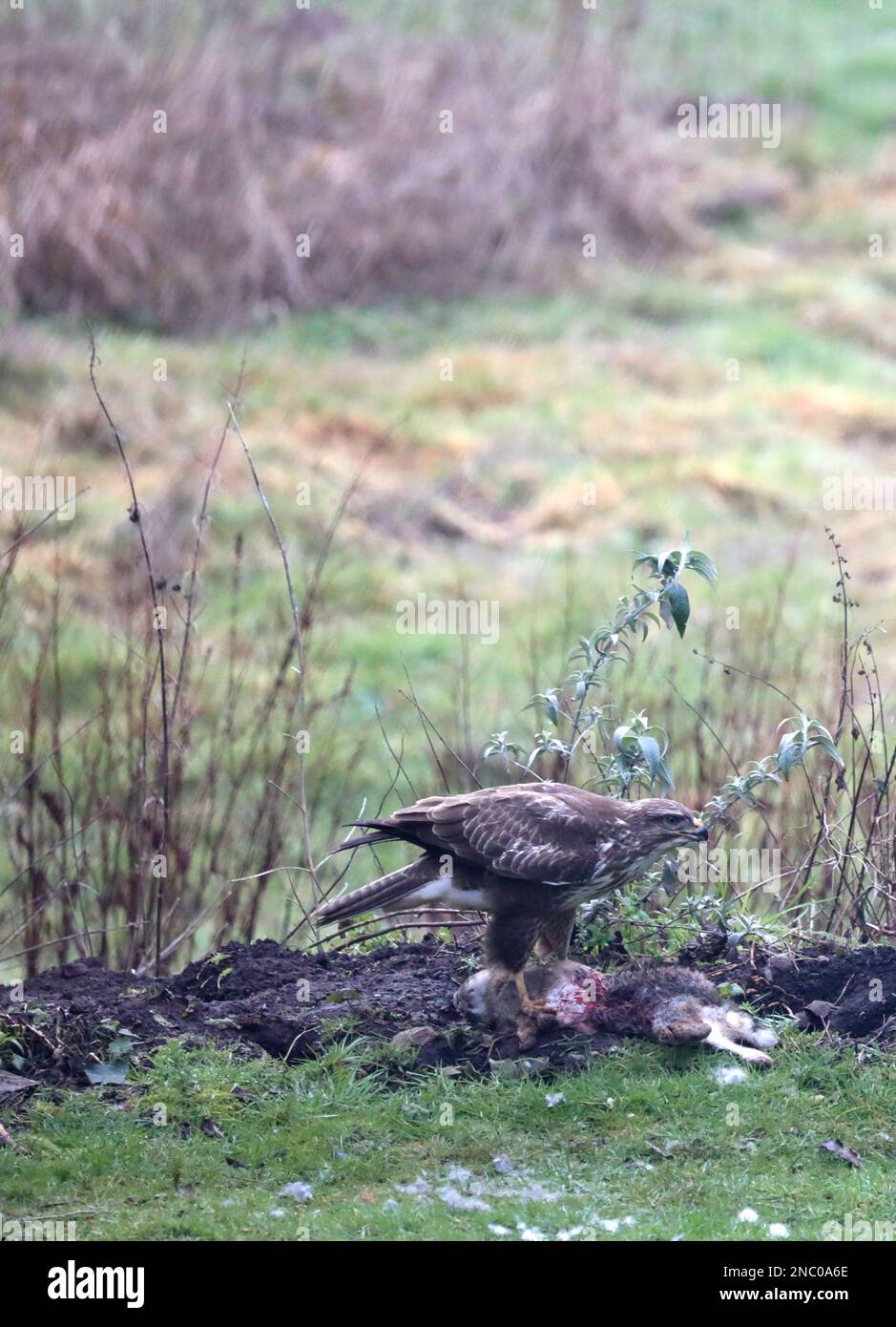 Buzzard. Common Buzzard. Buteo. Resident bird of prey feeding on dead ...