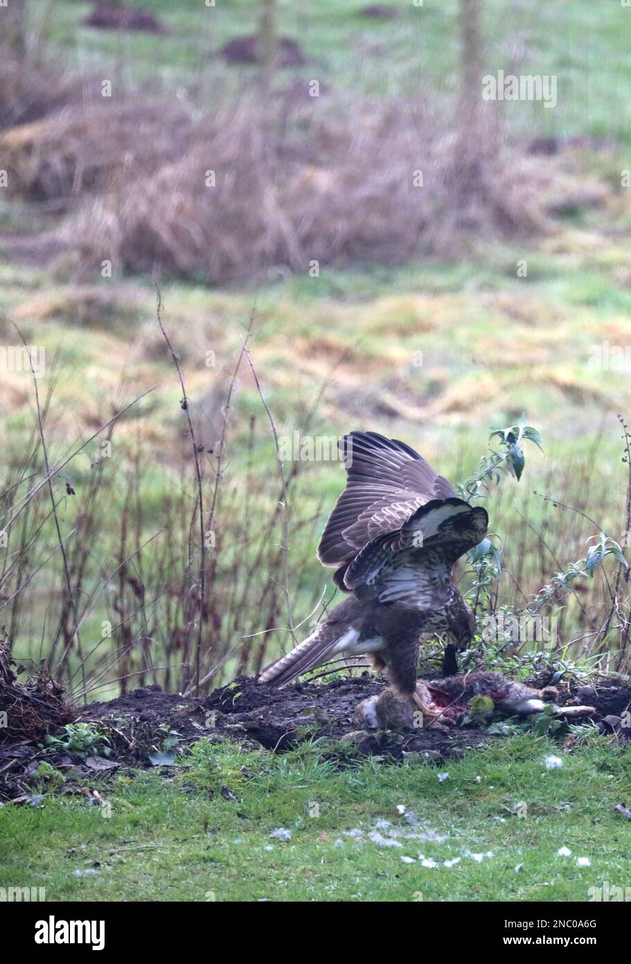 Buzzard. Common Buzzard. Buteo. Resident bird of prey feeding on dead ...