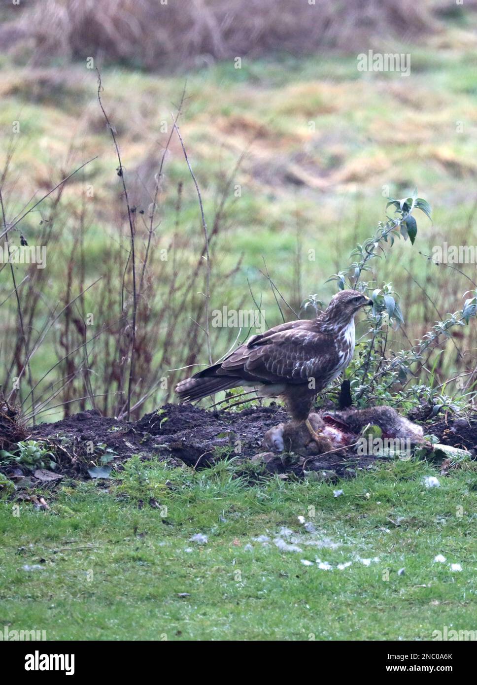 Buzzard. Common Buzzard. Buteo. Resident bird of prey feeding on dead ...